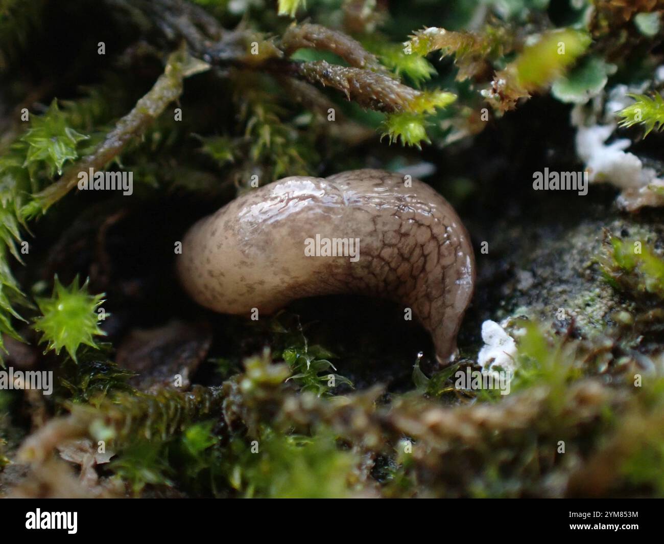 Common Land Snails and Slugs (Stylommatophora Stock Photo - Alamy