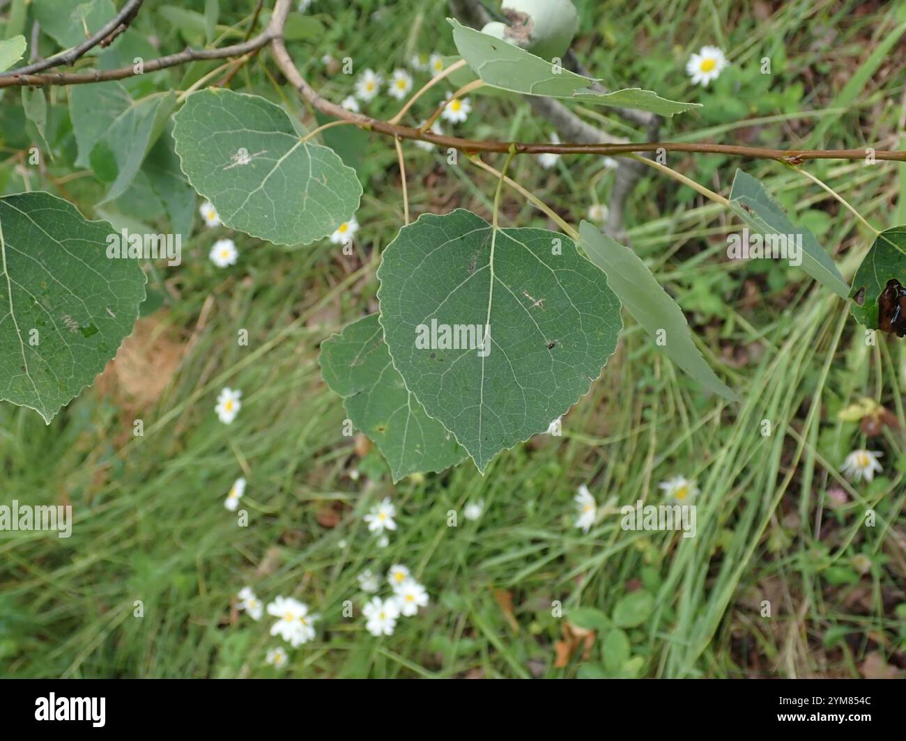 trembling aspen (Populus tremuloides Stock Photo - Alamy