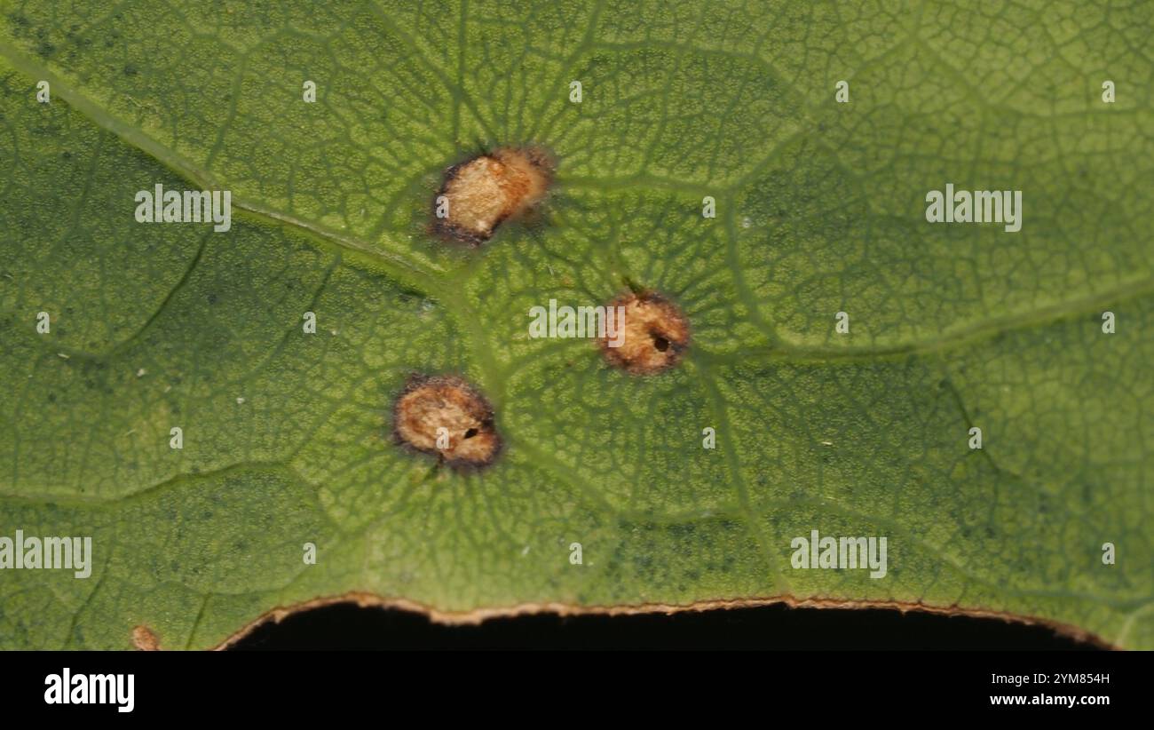 oak flake gall wasp (Neuroterus quercusverrucarum Stock Photo - Alamy