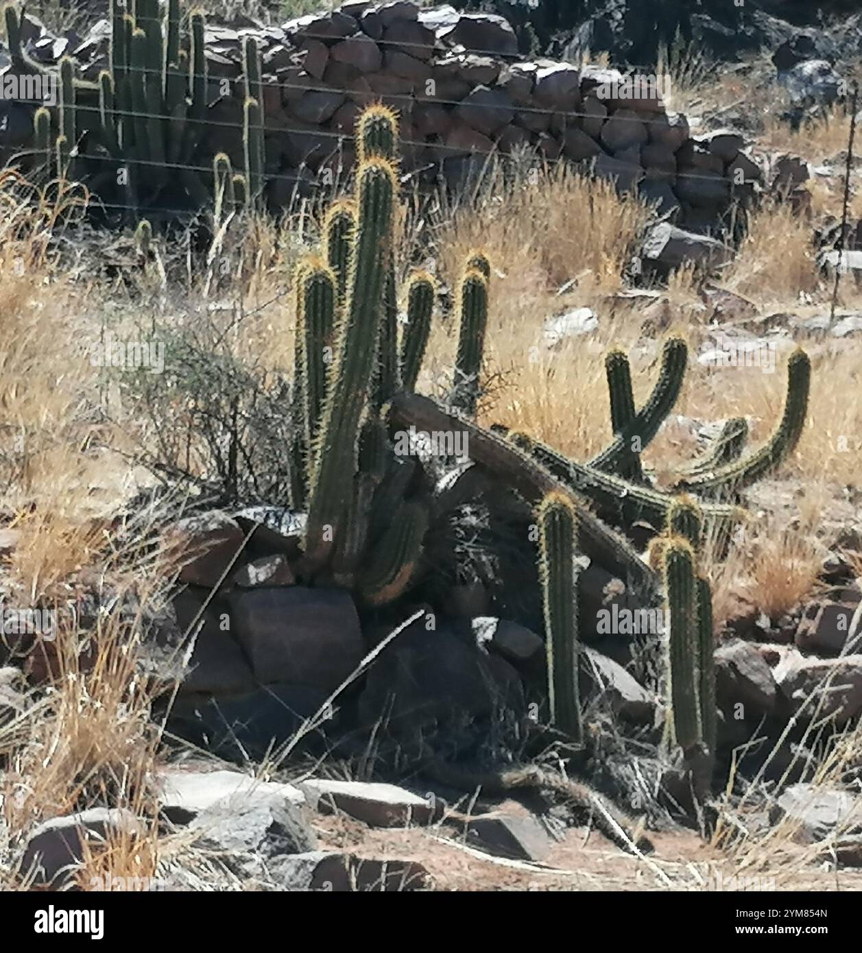 torch cactus (Trichocereus spachianus Stock Photo - Alamy