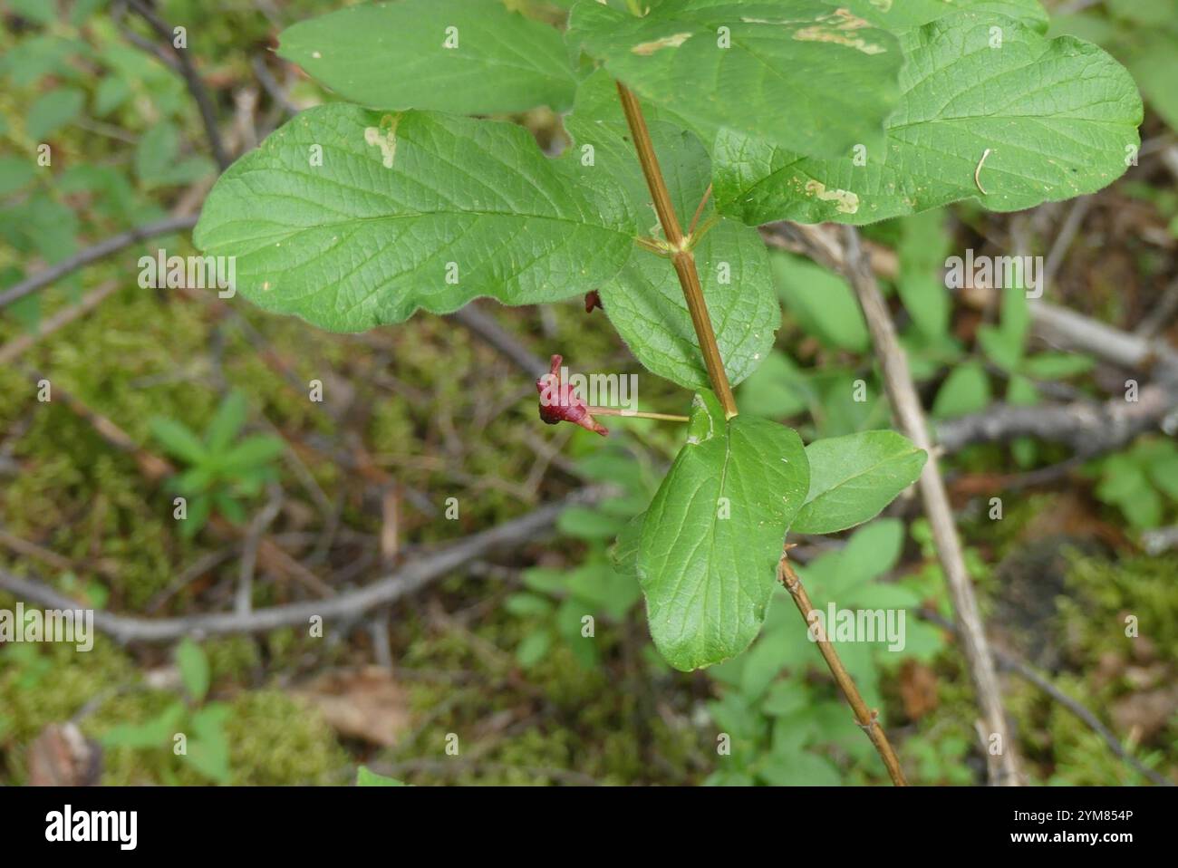 twinberry honeysuckle (Lonicera involucrata Stock Photo - Alamy