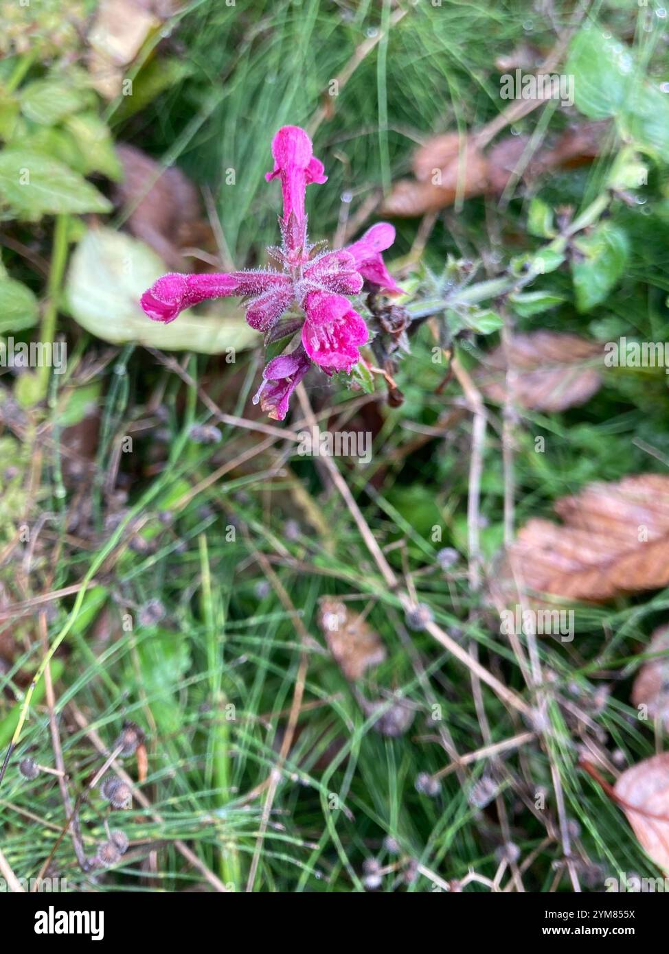 Coastal Hedge-nettle (Stachys chamissonis Stock Photo - Alamy