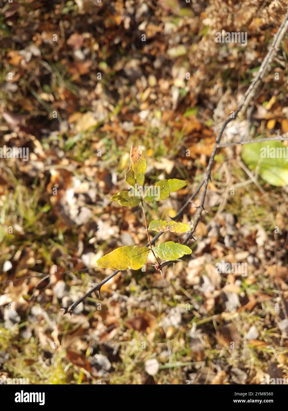 common prickly ash (Zanthoxylum americanum Stock Photo - Alamy