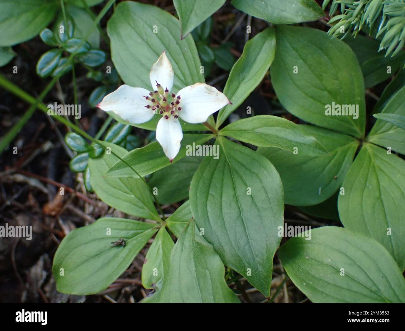 Canadian bunchberry (Cornus canadensis Stock Photo - Alamy