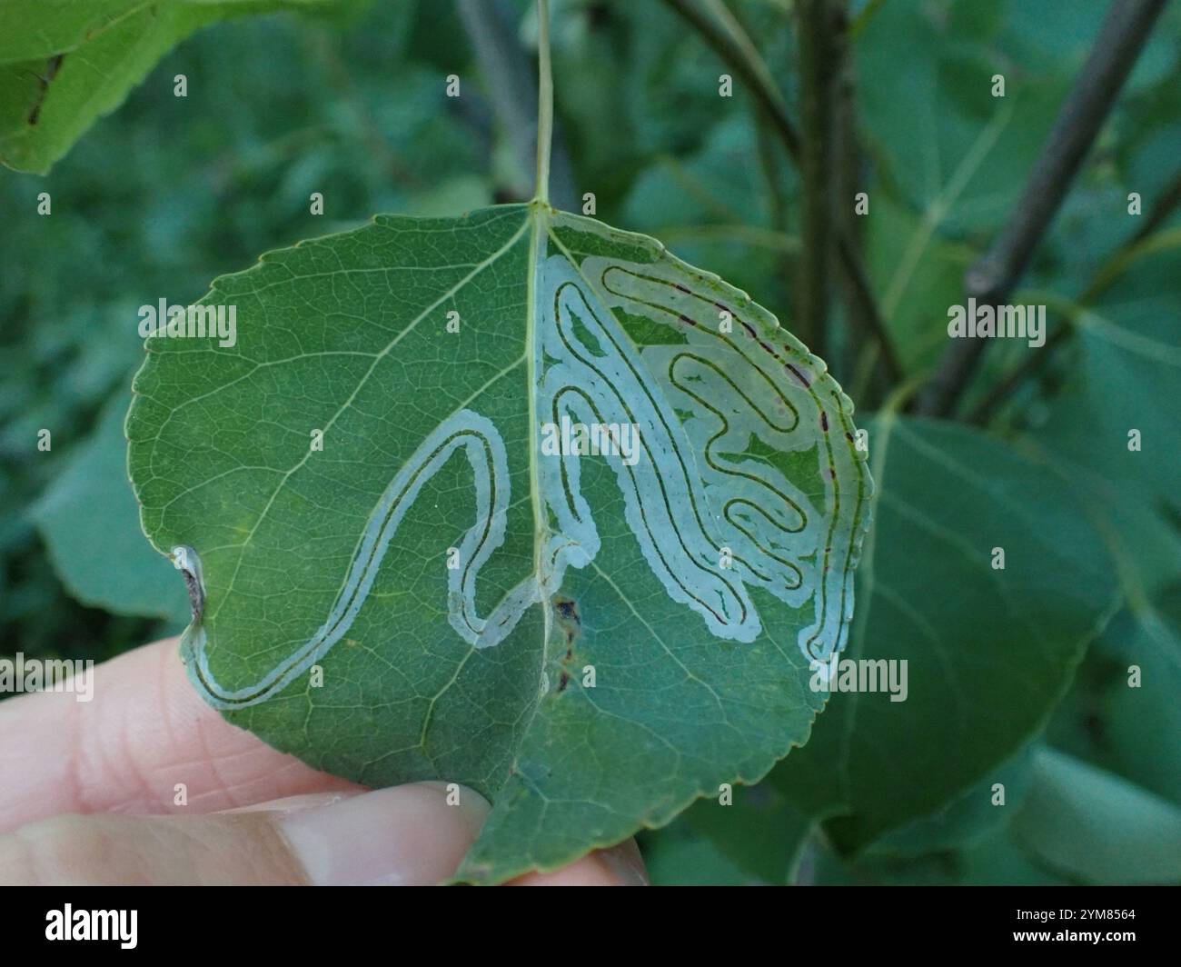 Aspen Serpentine Leafminer Moth (Phyllocnistis populiella Stock Photo ...