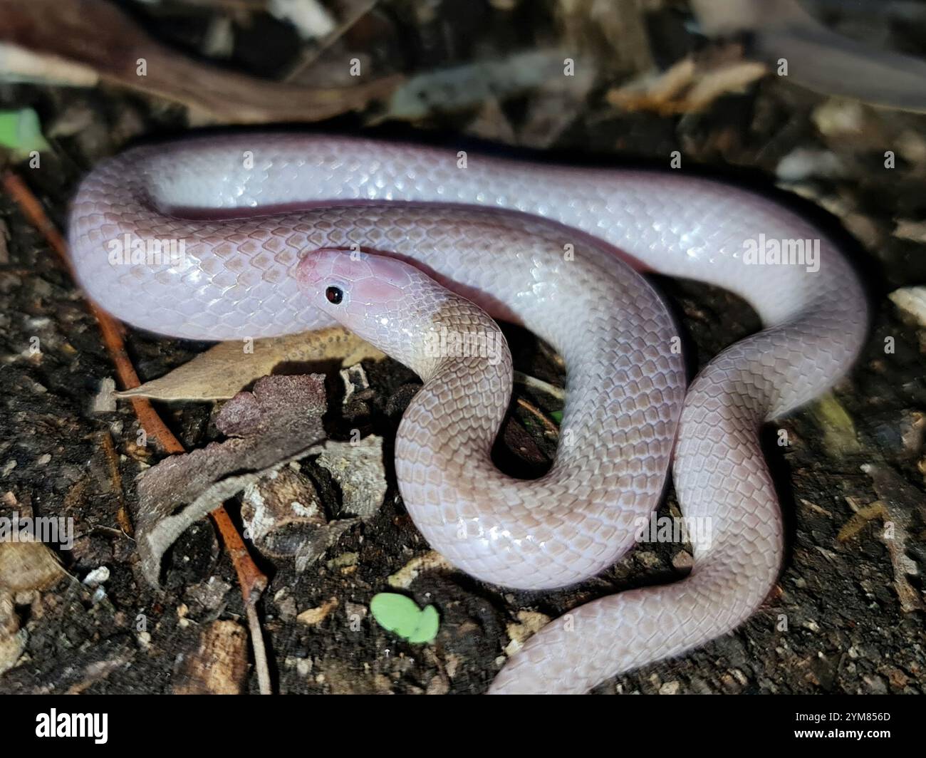 Whip Hooded Snake (Suta flagellum Stock Photo - Alamy