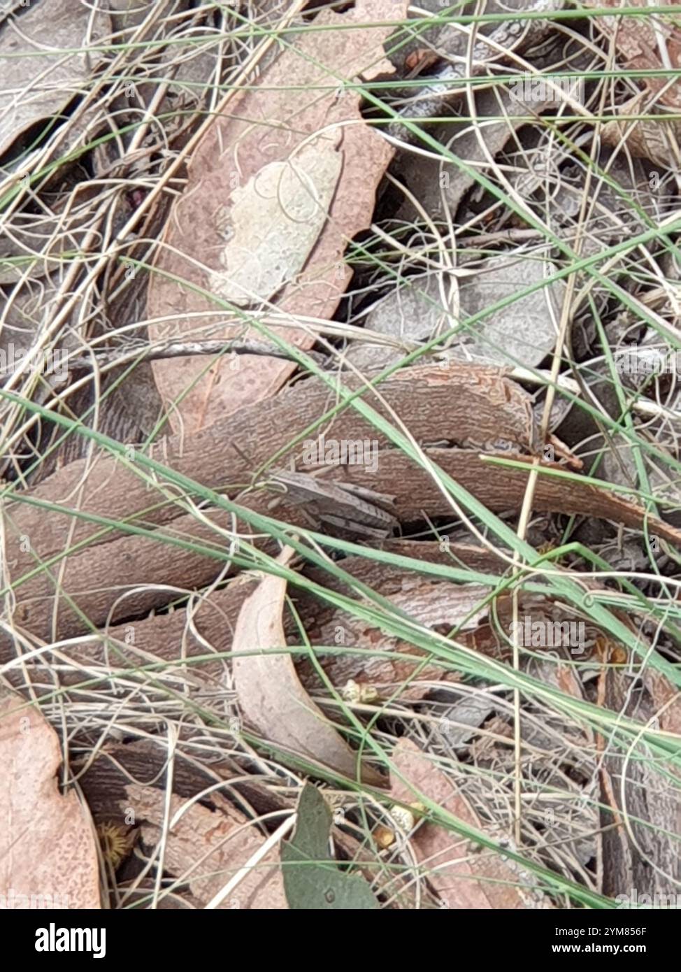 Bark-mimicking Grasshopper (Coryphistes ruricola Stock Photo - Alamy