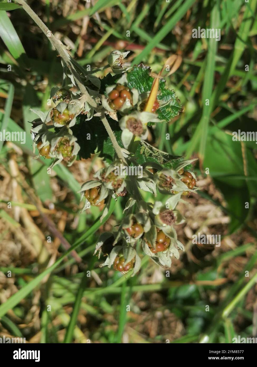 White Bramble (Rubus rigidus Stock Photo - Alamy