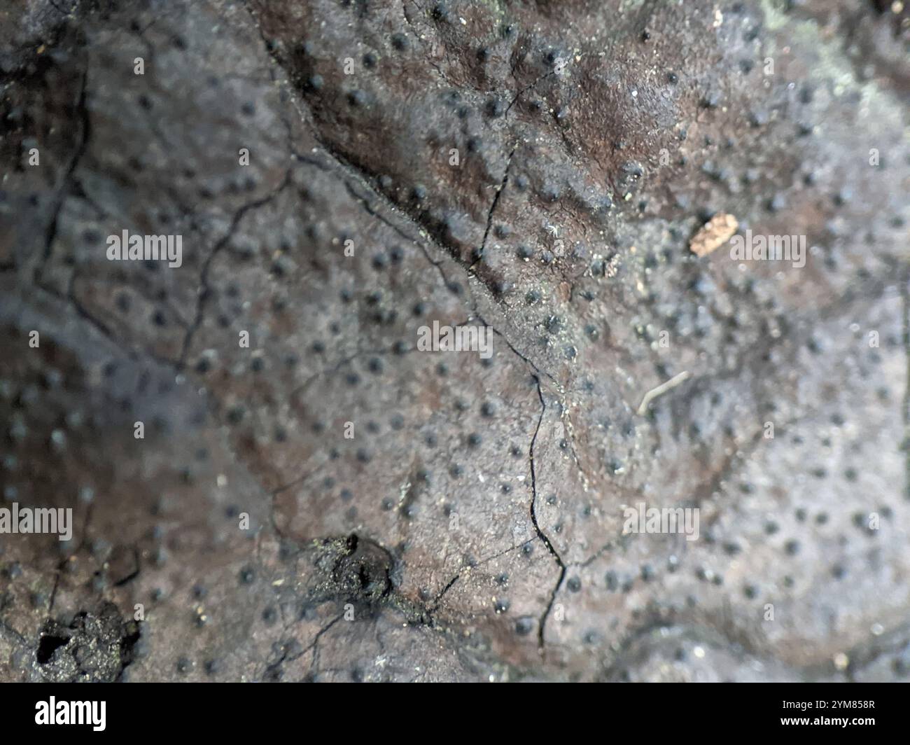 Brittle Cinder (Kretzschmaria deusta Stock Photo - Alamy