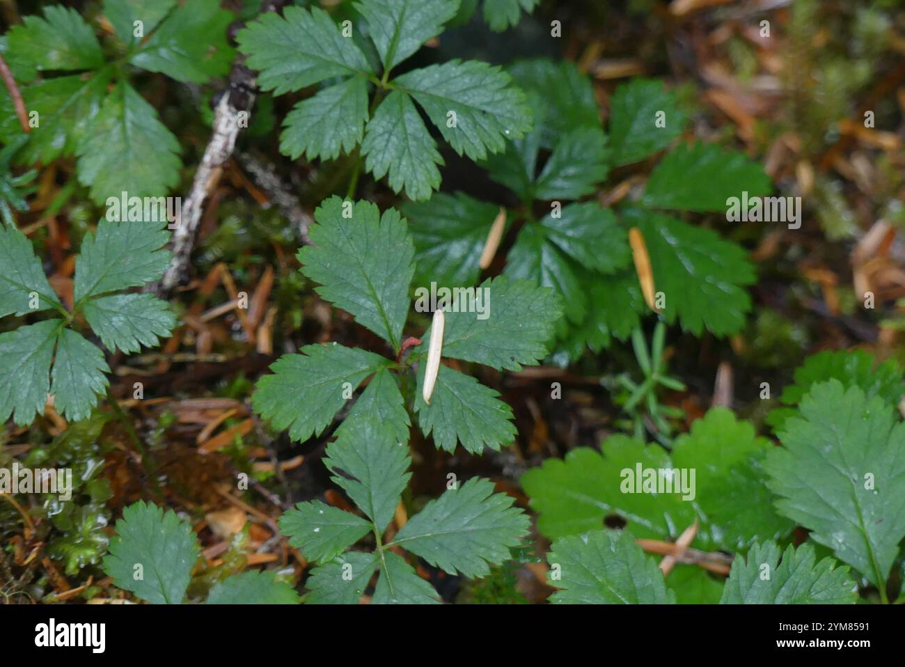 Five-leaf Dwarf Bramble (Rubus pedatus Stock Photo - Alamy