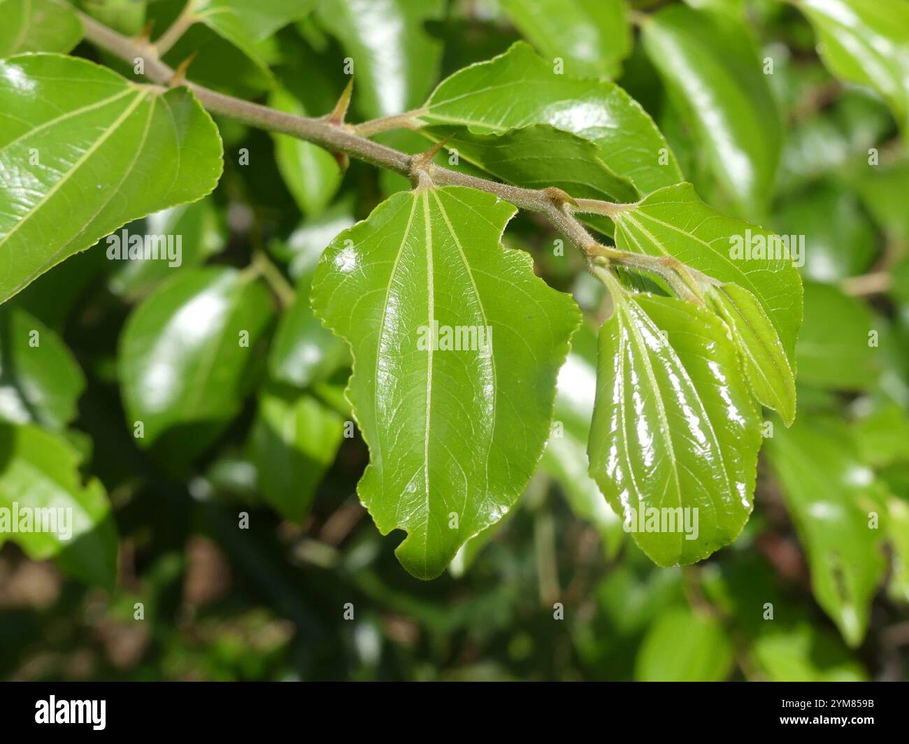 buffalo-thorn (Ziziphus mucronata Stock Photo - Alamy