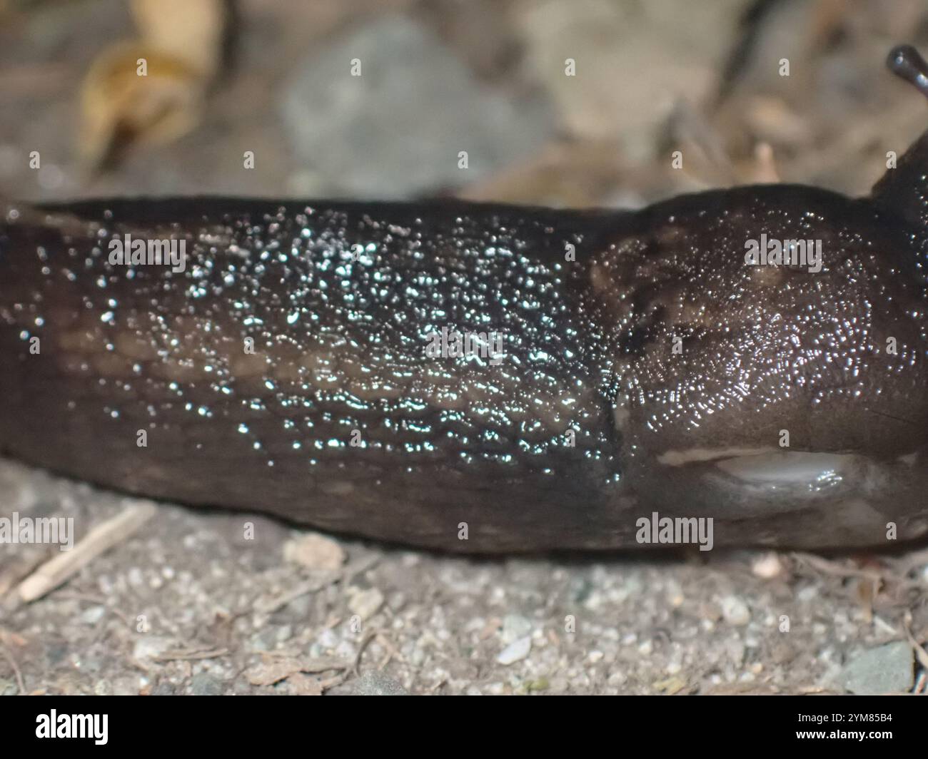 Leopard Slug (Limax maximus Stock Photo - Alamy