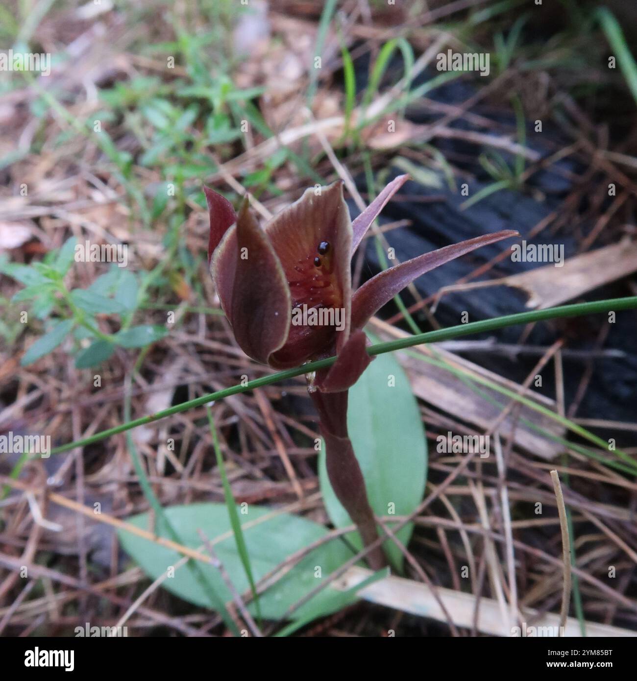 three-horned bird orchid (Chiloglottis triceratops Stock Photo - Alamy