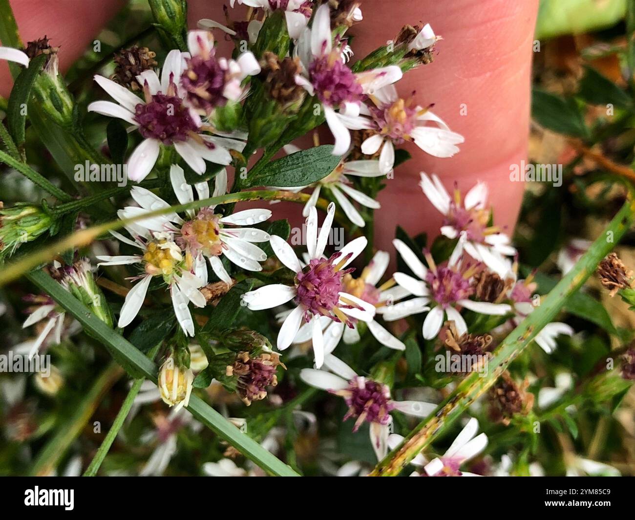 American asters (Symphyotrichum Stock Photo - Alamy