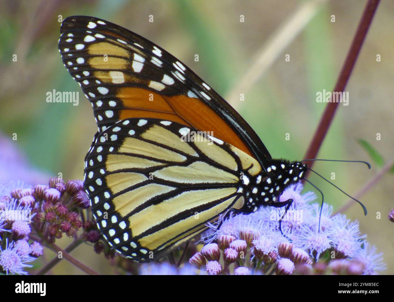 Monarch (Danaus plexippus Stock Photo - Alamy