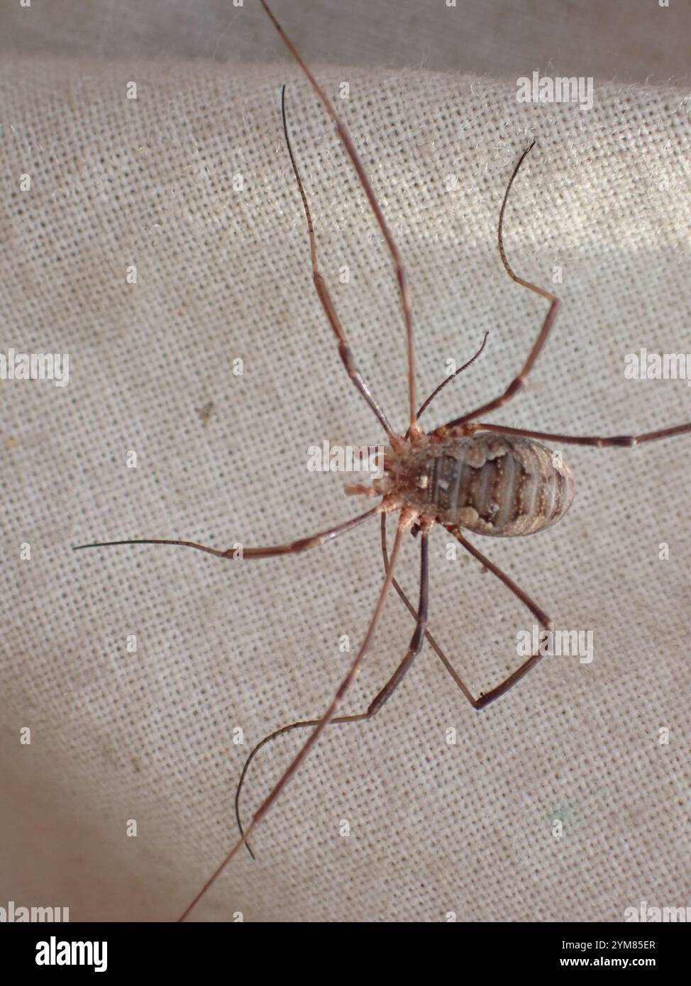 European Harvestman (Phalangium opilio Stock Photo - Alamy