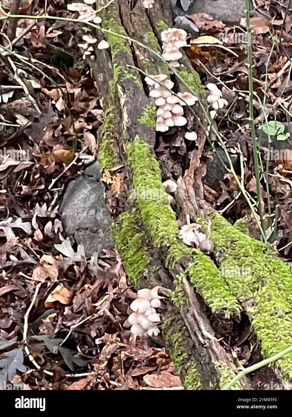 clustered bonnet (Mycena inclinata Stock Photo - Alamy