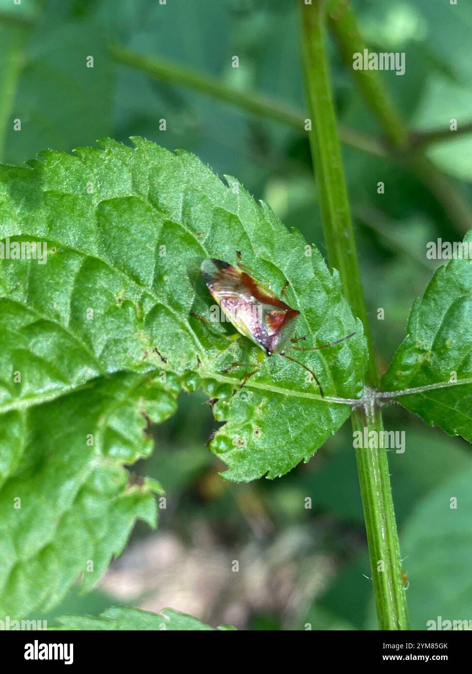 Red cross shield bug hi-res stock photography and images - Alamy