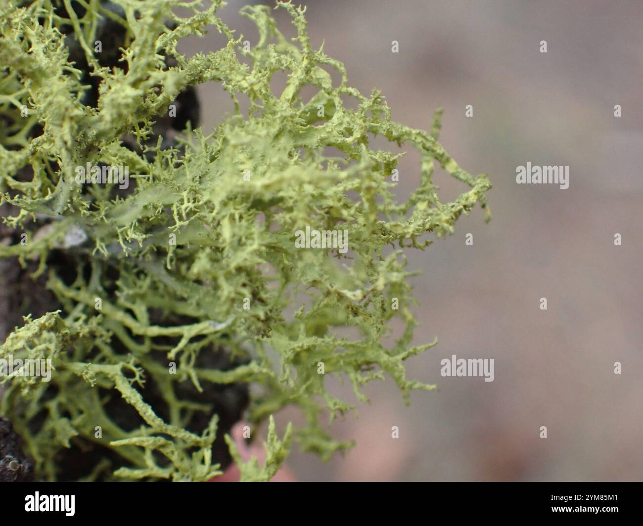 Brown-eyed Wolf Lichen (Letharia columbiana Stock Photo - Alamy