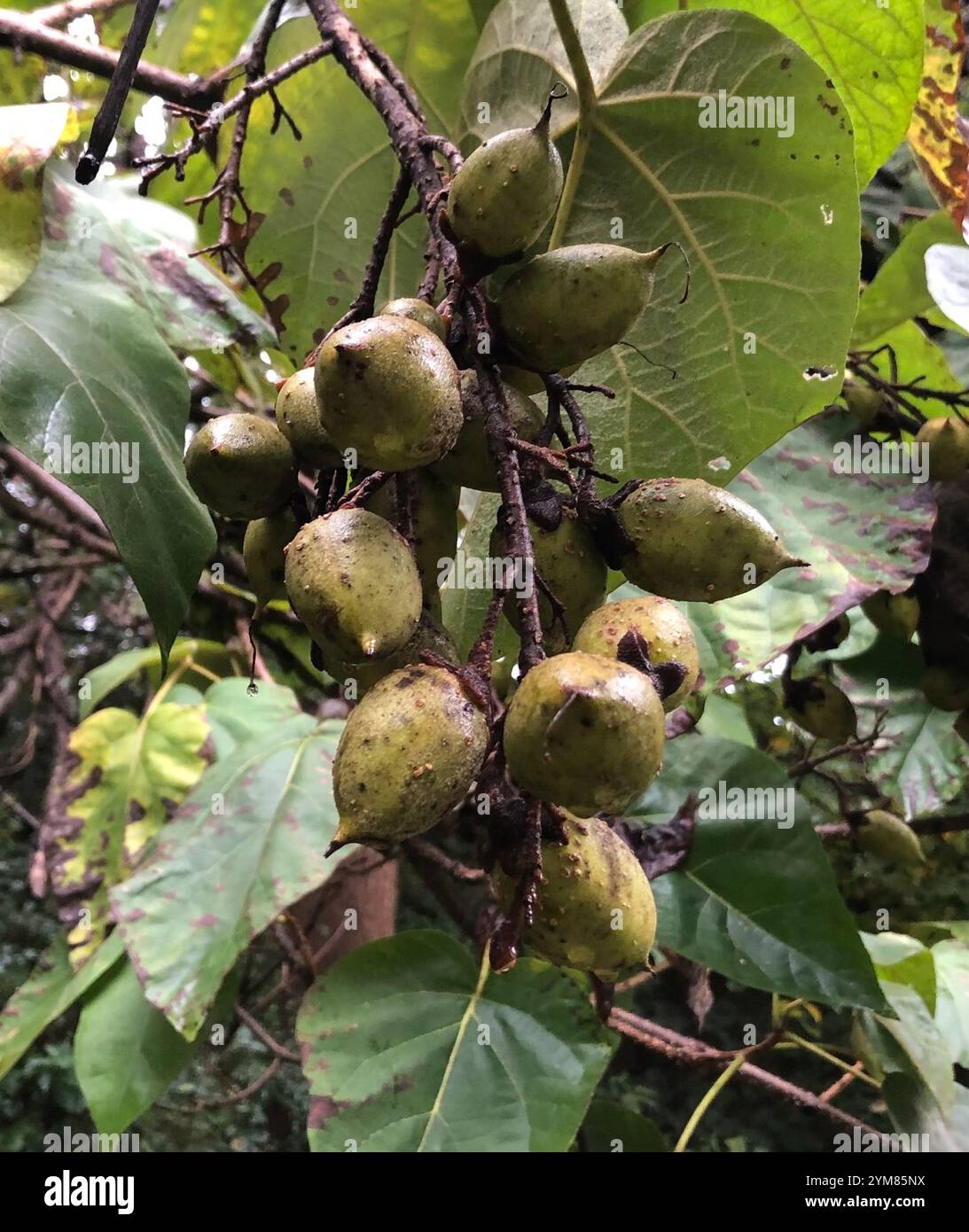 princess tree (Paulownia tomentosa Stock Photo - Alamy
