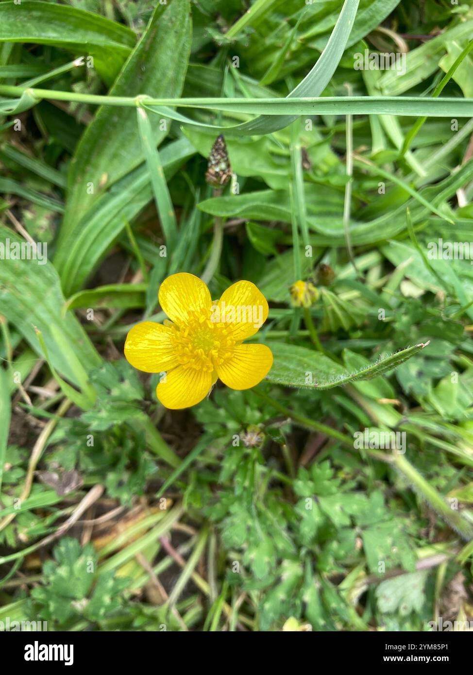 Creeping buttercup (Ranunculus repens Stock Photo - Alamy