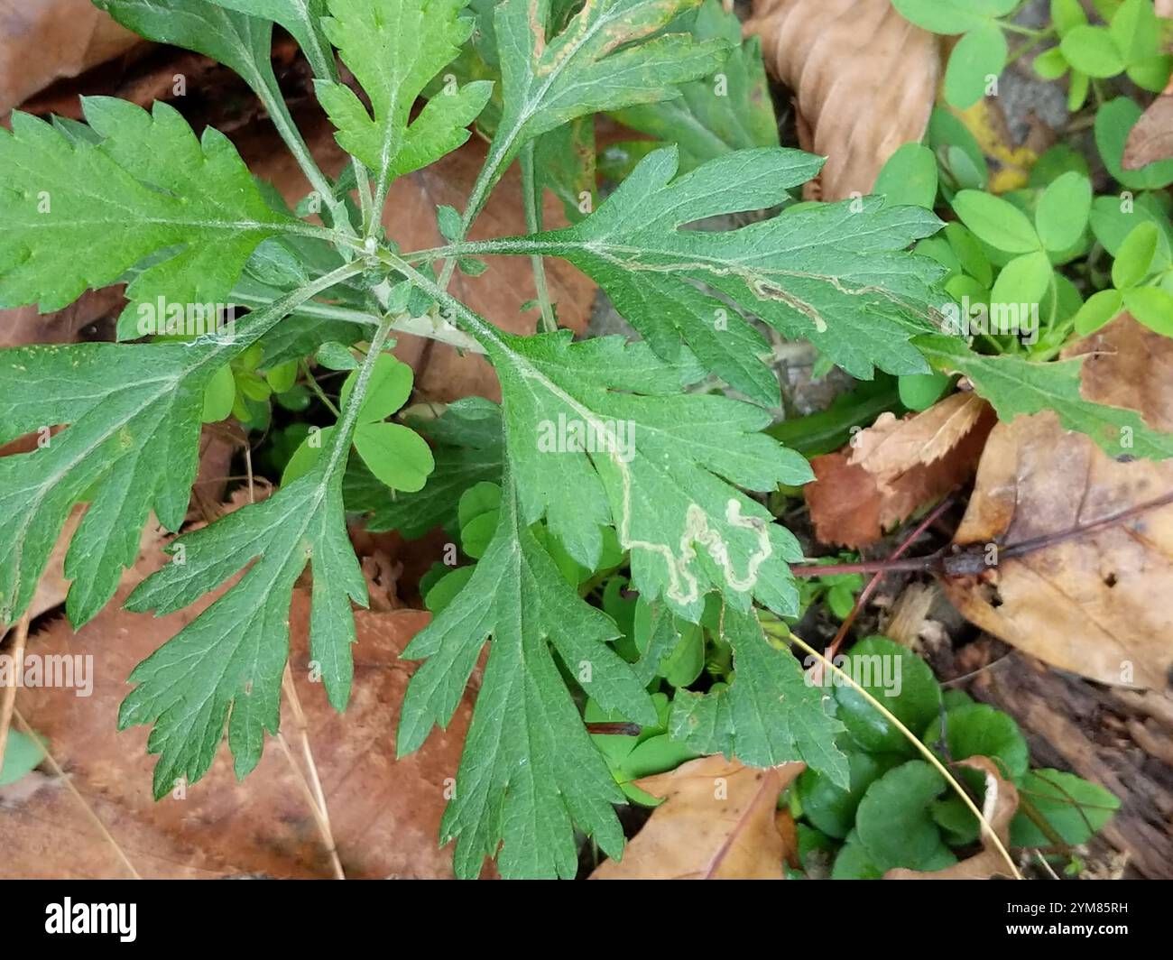 common mugwort (Artemisia vulgaris Stock Photo - Alamy