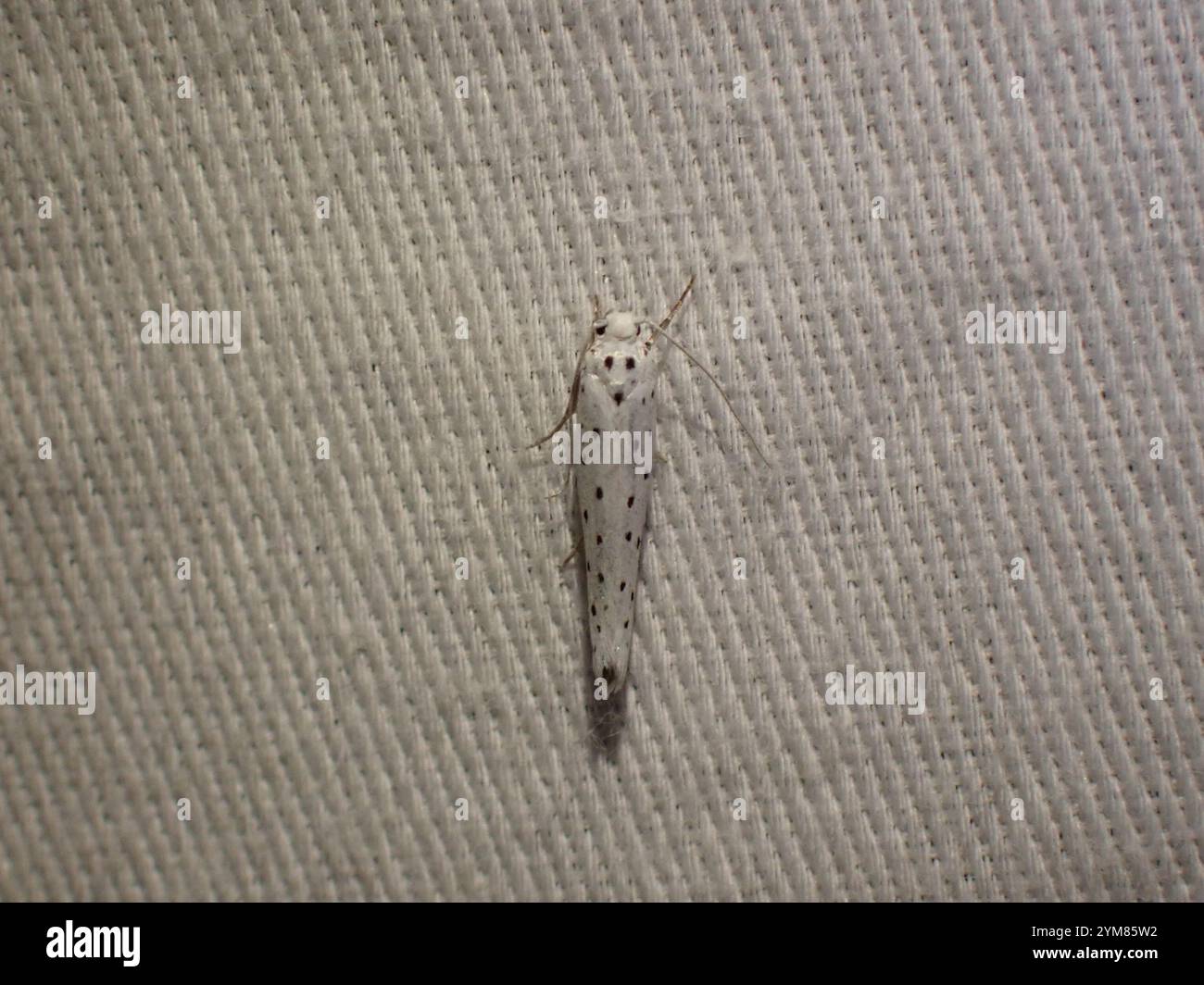 Small Ermine Moths (Yponomeuta Stock Photo - Alamy