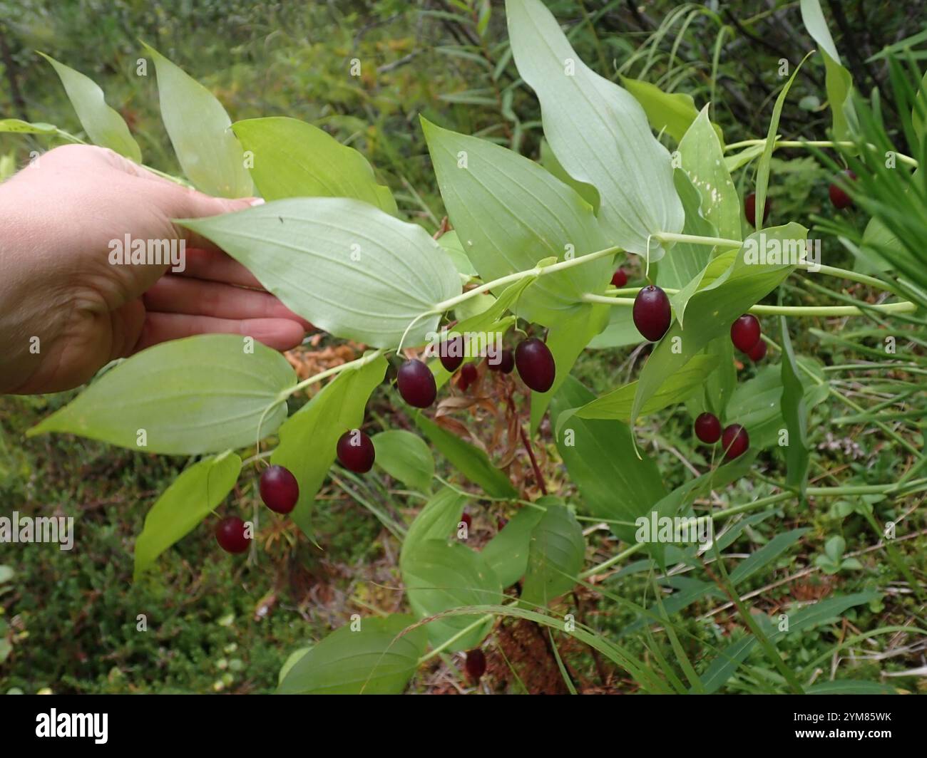 white twisted-stalk (Streptopus amplexifolius Stock Photo - Alamy
