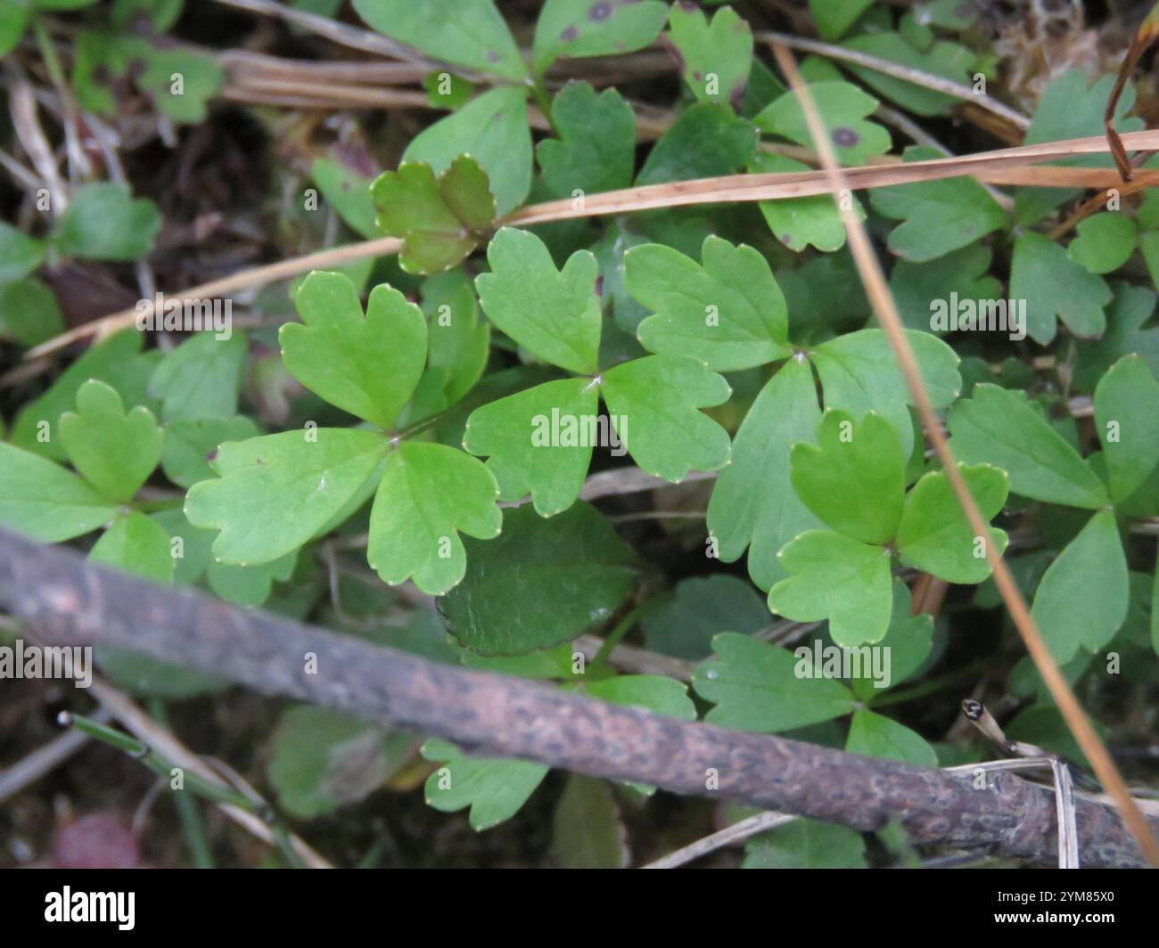 Small-flower Anemone (Anemone parviflora Stock Photo - Alamy