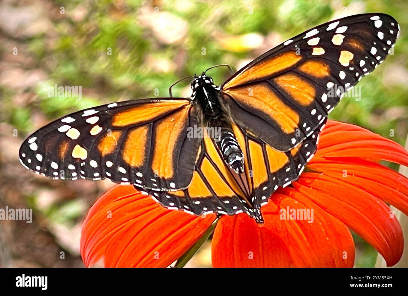 Monarch (Danaus plexippus Stock Photo - Alamy