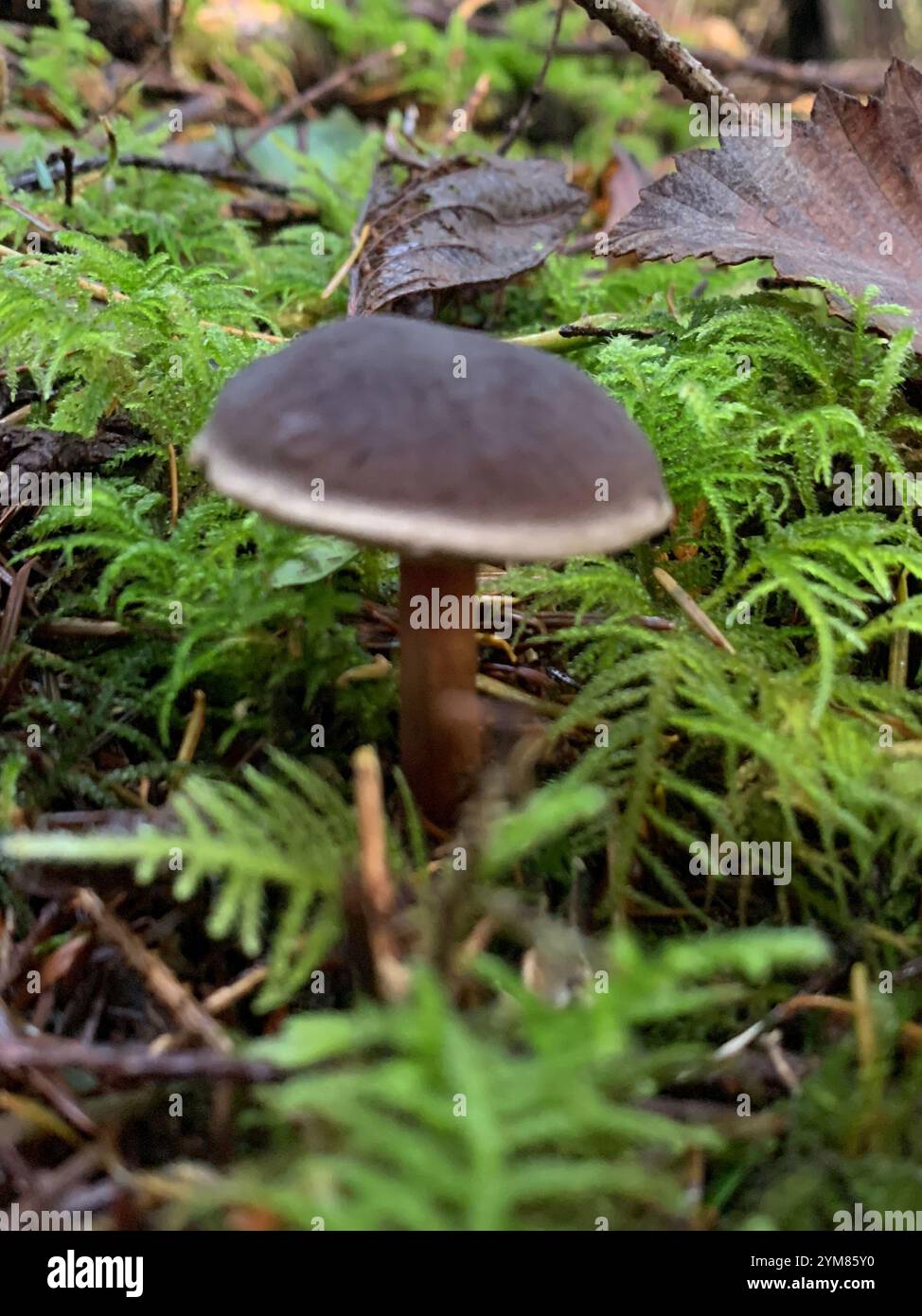 Zeller's bolete (Xerocomellus zelleri Stock Photo - Alamy