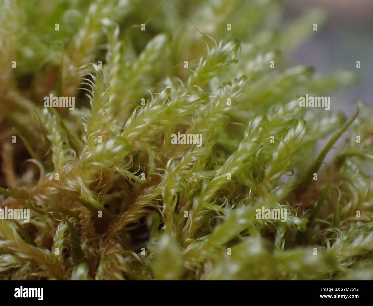 Sickle-leaved Hook-moss (Sanionia uncinata Stock Photo - Alamy