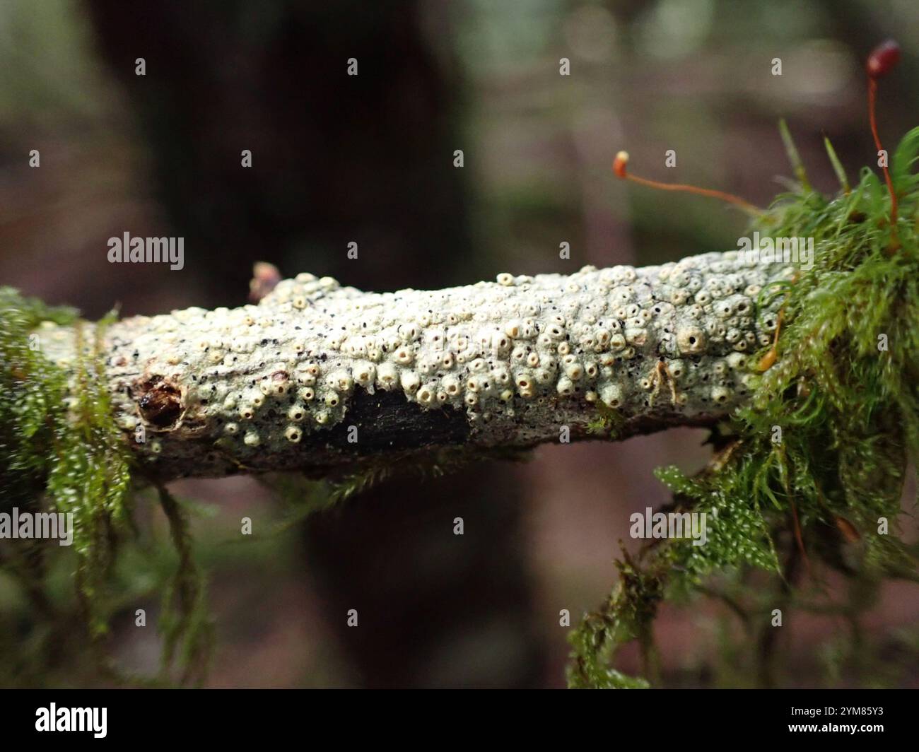 Barnacle lichens hi-res stock photography and images - Alamy