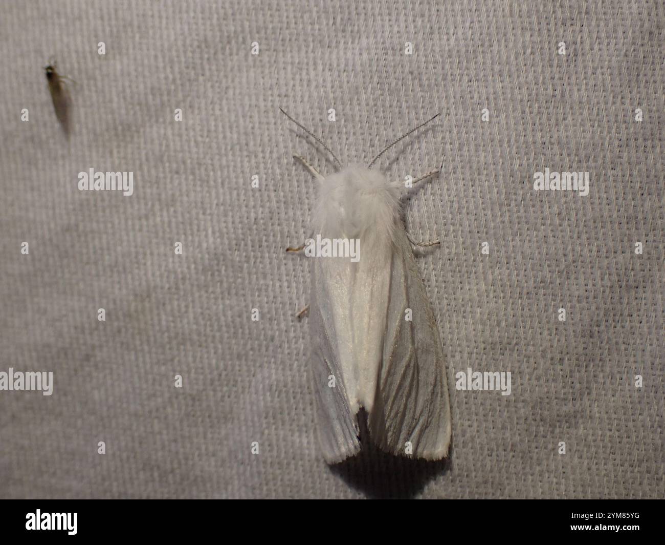 Fall Webworm Moth (Hyphantria cunea Stock Photo - Alamy