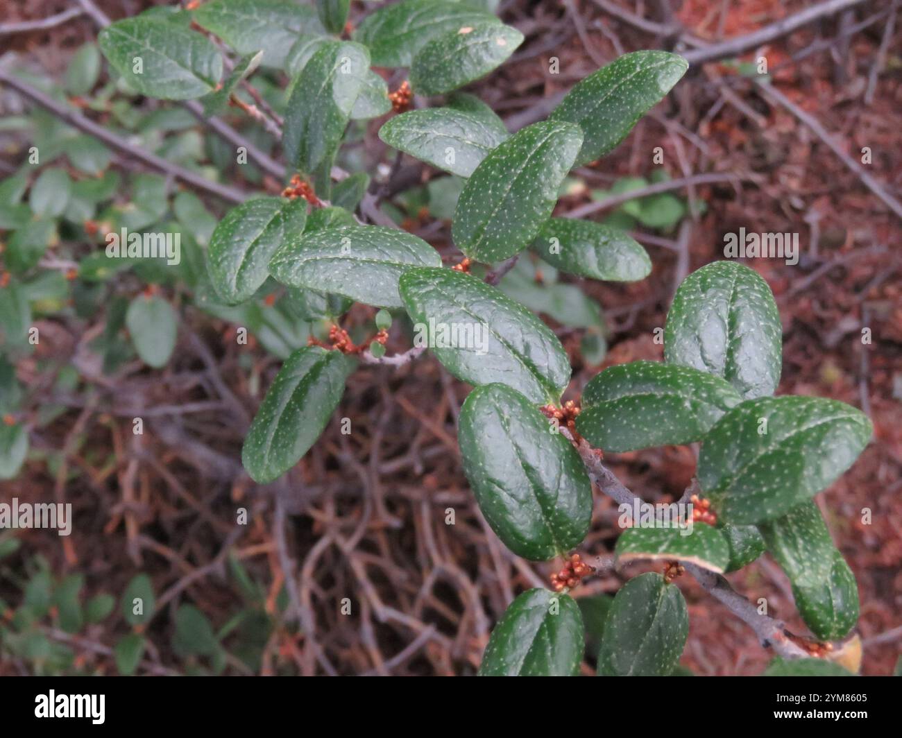 Canadian buffalo-berry (Shepherdia canadensis Stock Photo - Alamy