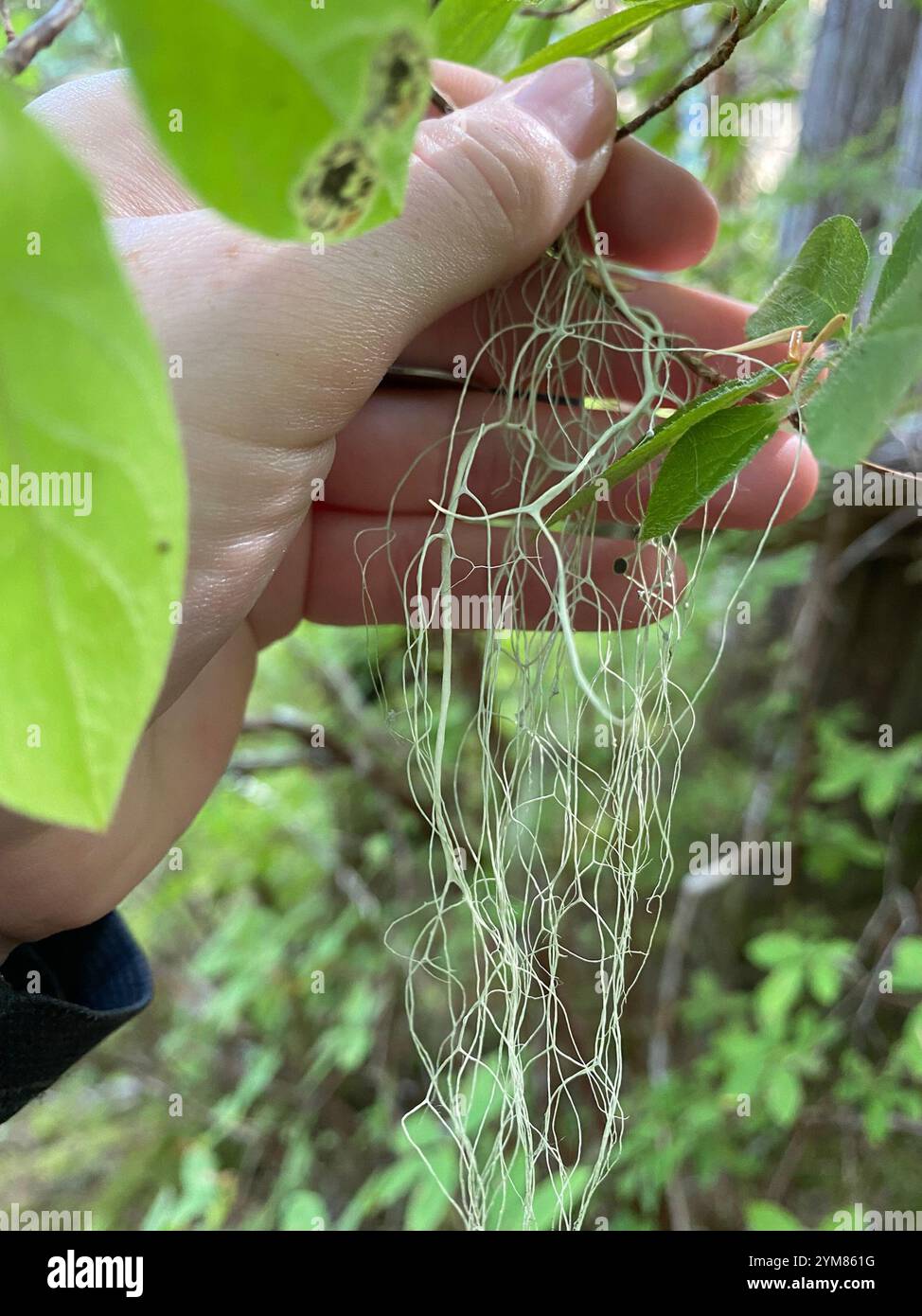 Witch's Hair (Alectoria sarmentosa Stock Photo - Alamy