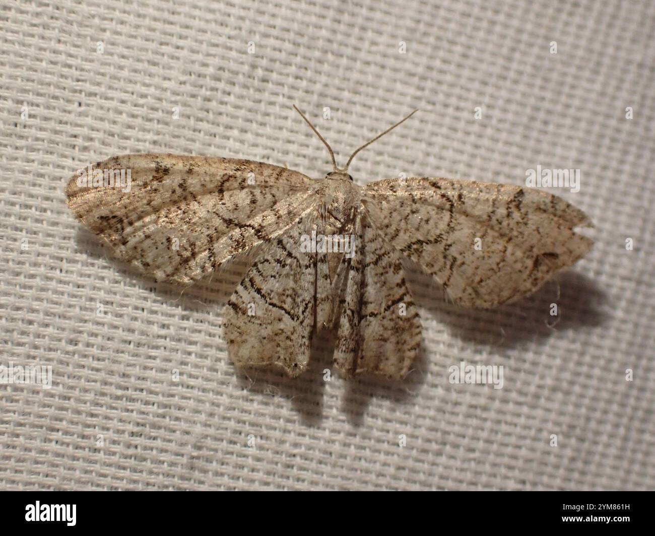 Gray Scoopwing (Callizzia amorata Stock Photo - Alamy