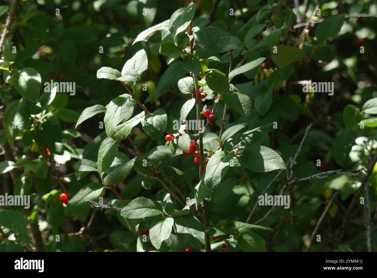 Canadian buffalo-berry (Shepherdia canadensis Stock Photo - Alamy