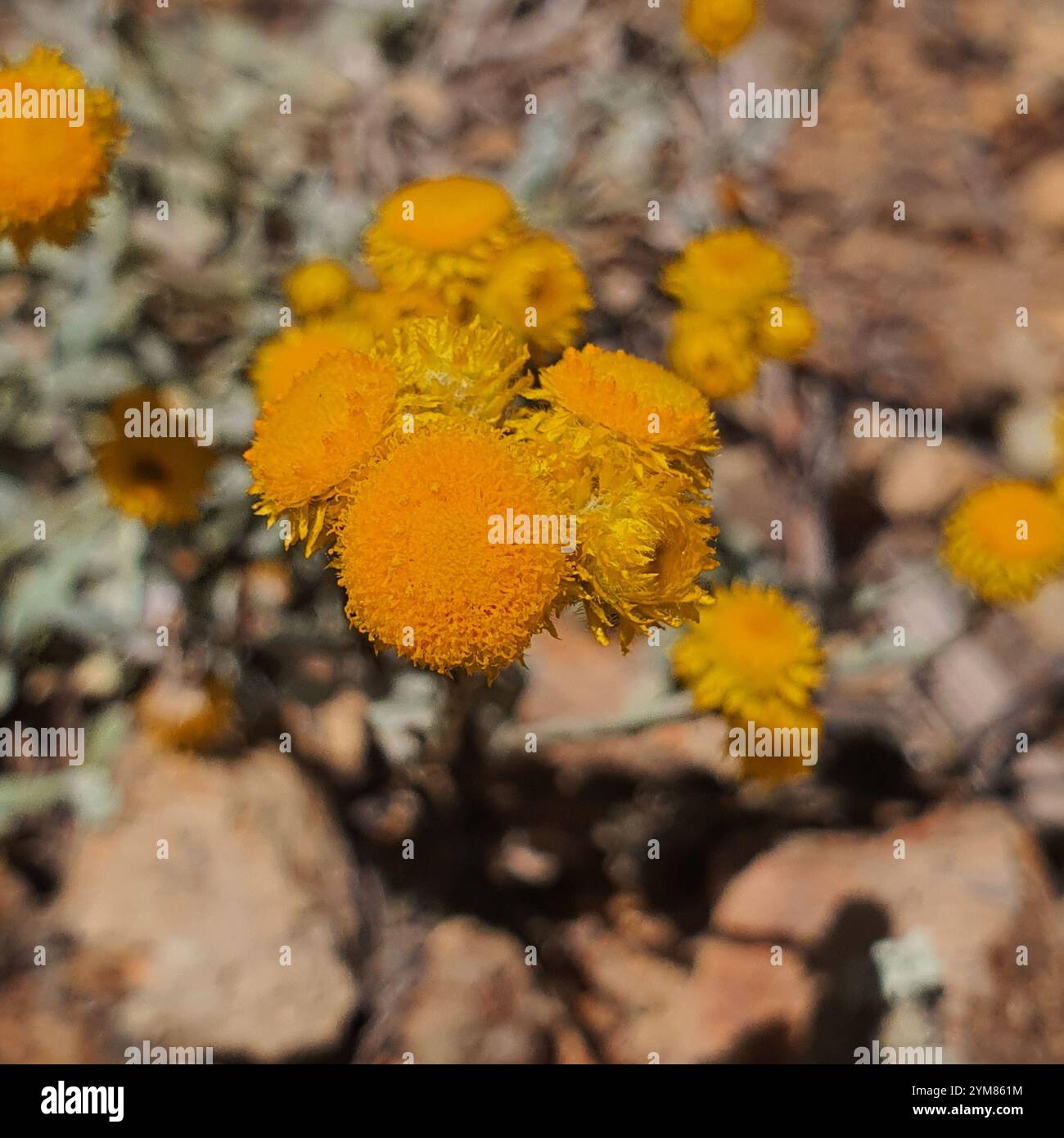 Common Everlasting (Chrysocephalum apiculatum Stock Photo - Alamy