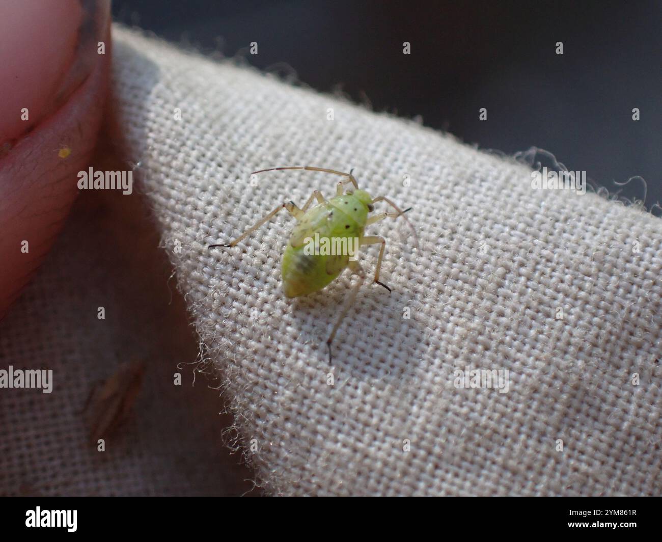 True Bugs (Heteroptera Stock Photo - Alamy