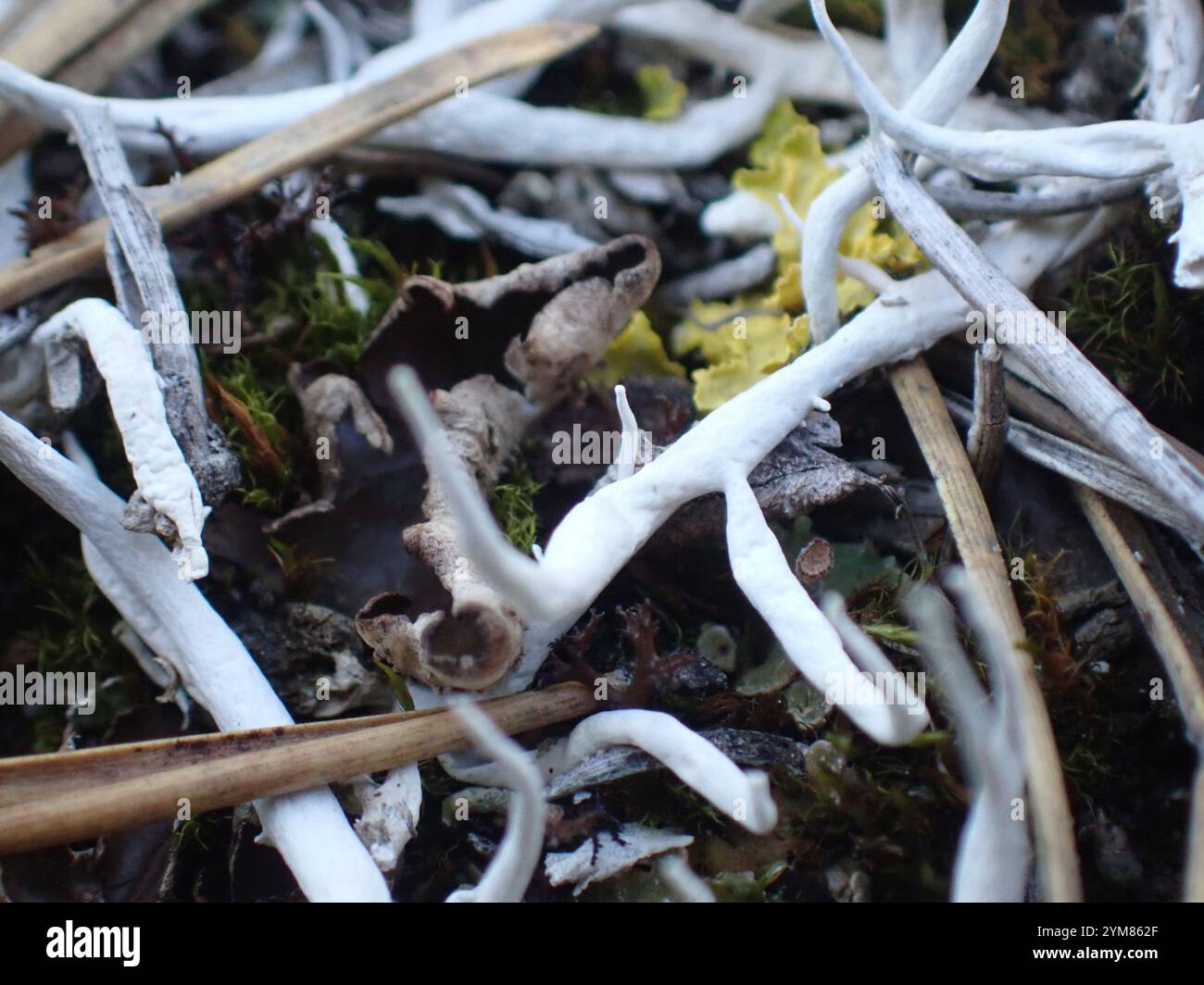 Whiteworm Lichen (Thamnolia vermicularis Stock Photo - Alamy