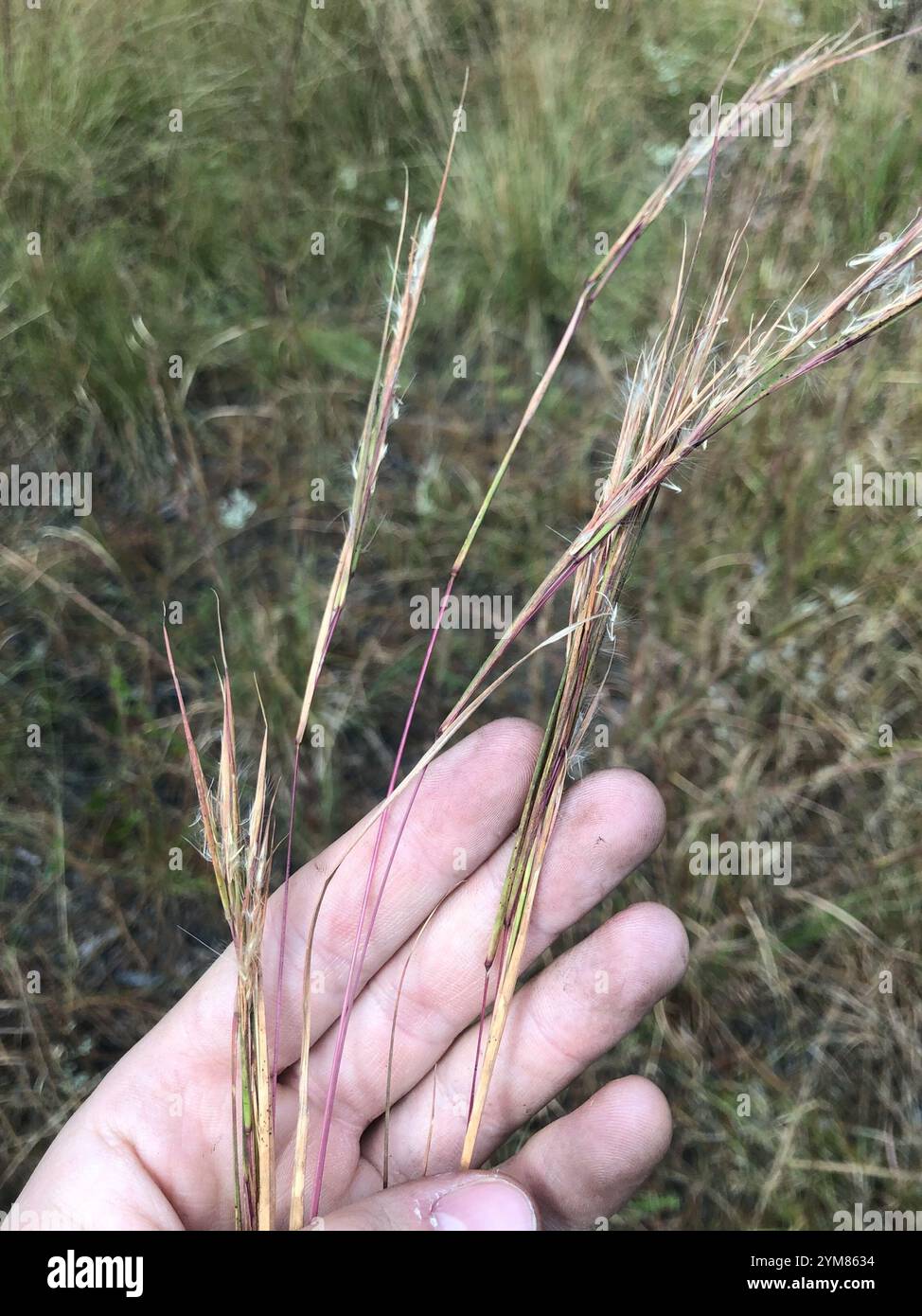 Andropogon virginicus hi-res stock photography and images - Alamy