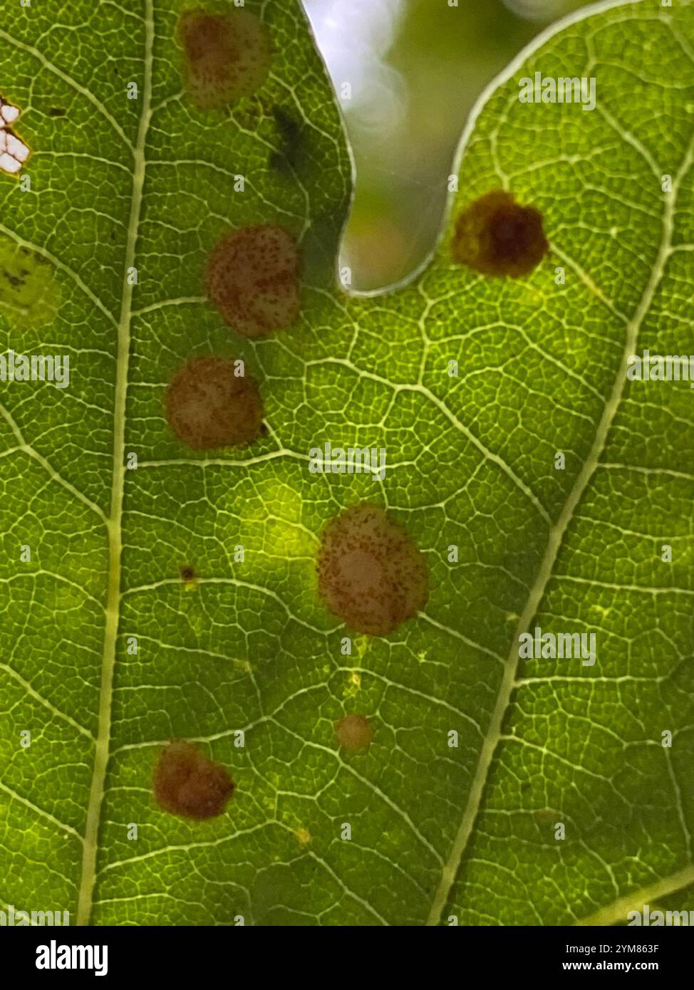 Common Spangle Gall Wasp (Neuroterus quercusbaccarum Stock Photo - Alamy