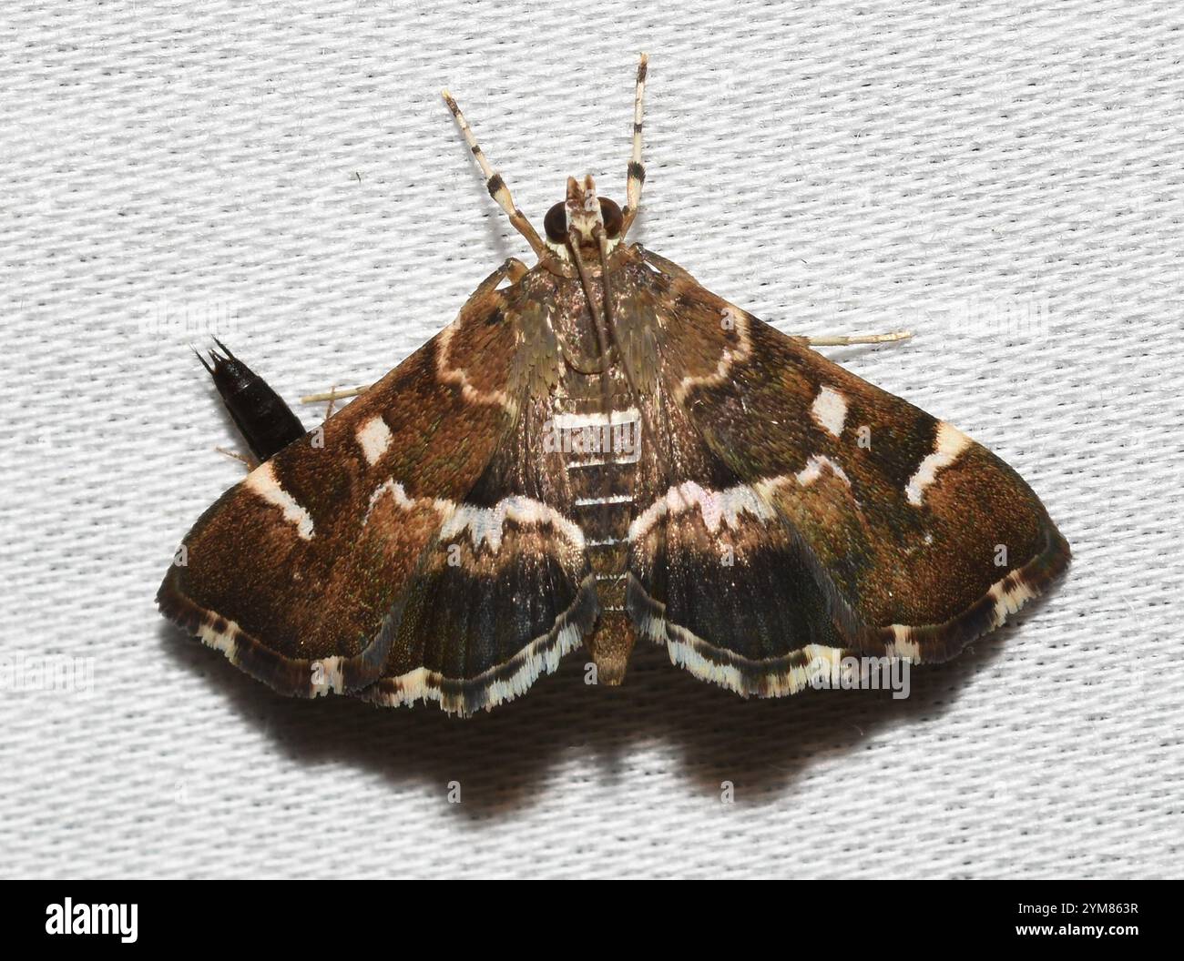 Spotted Beet Webworm Moth (Hymenia perspectalis Stock Photo - Alamy