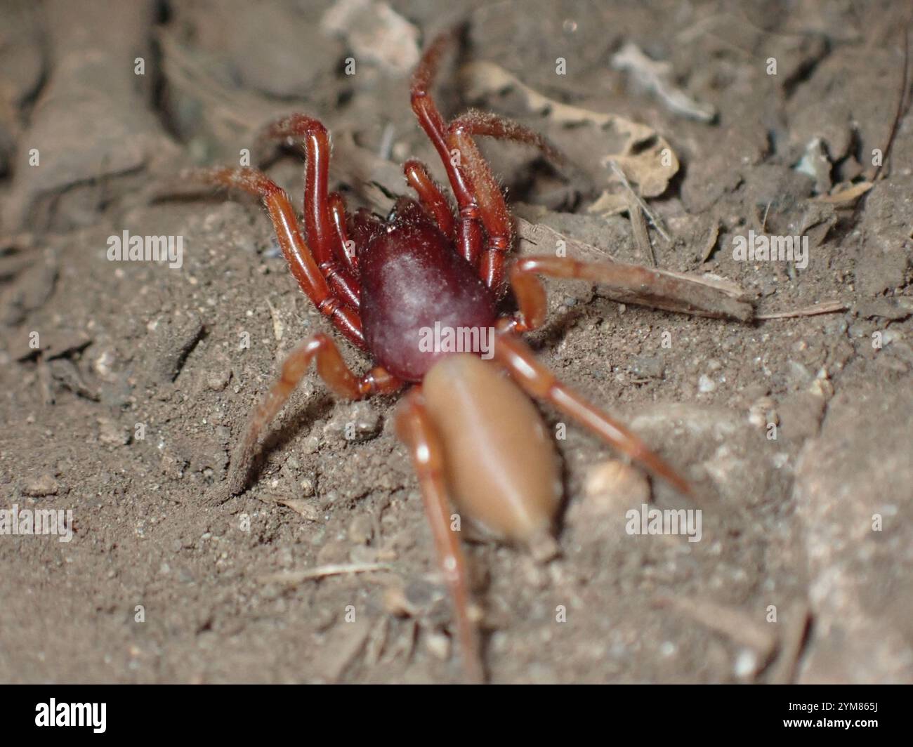 Woodlouse Spider (Dysdera crocata Stock Photo - Alamy