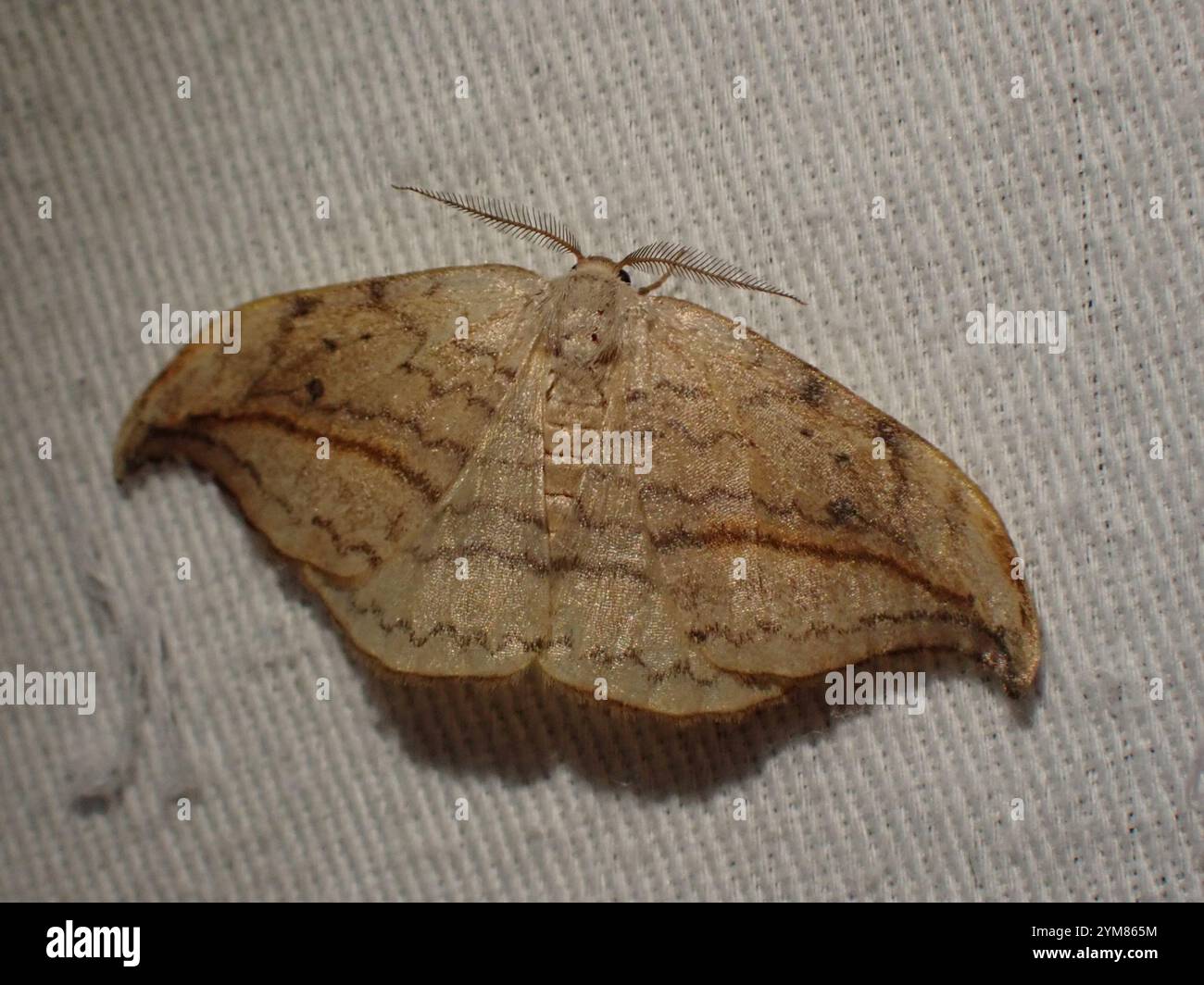 Arched Hooktip Moth (Drepana arcuata Stock Photo - Alamy