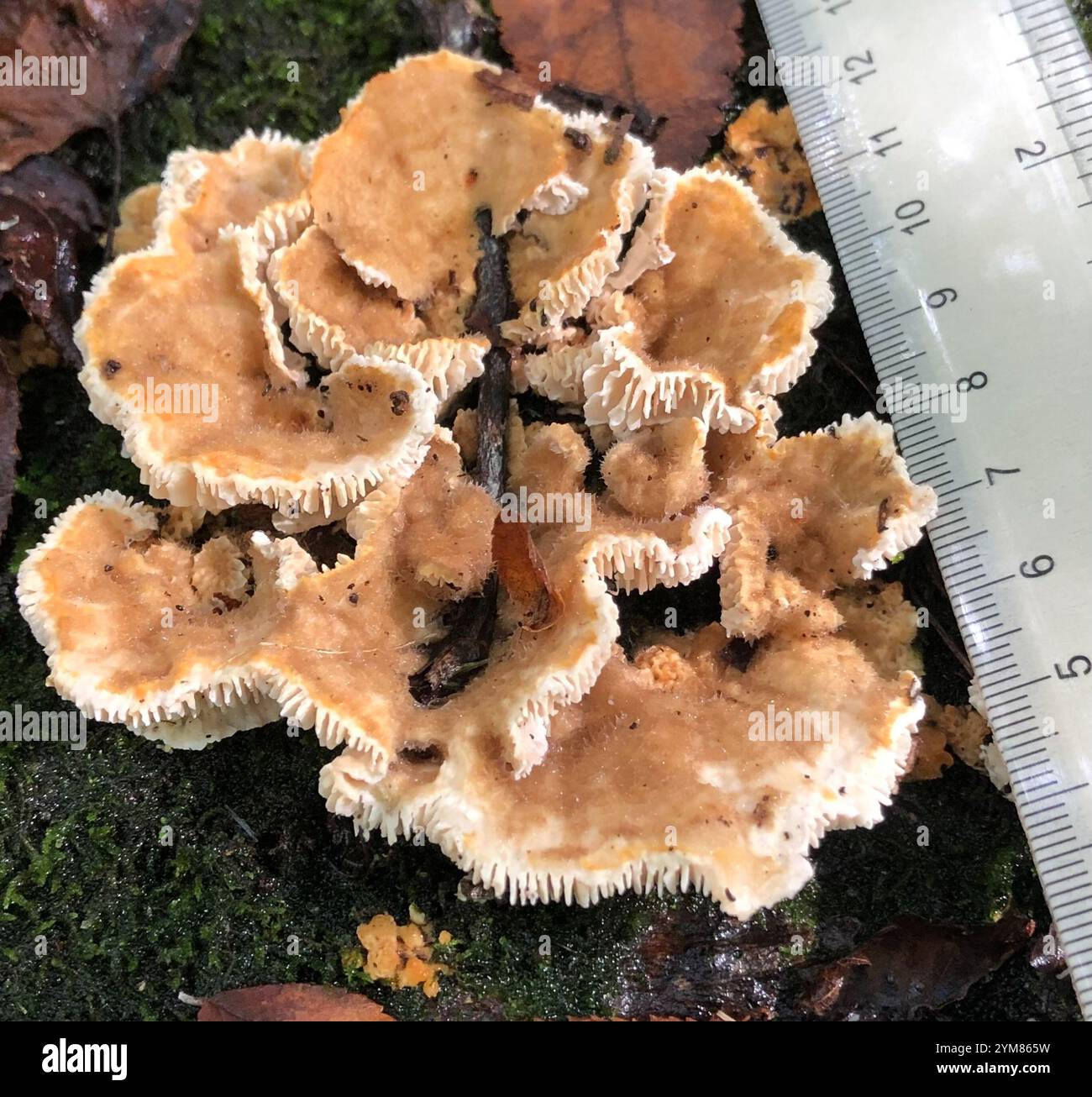 Gilled Polypore (Trametes betulina Stock Photo - Alamy