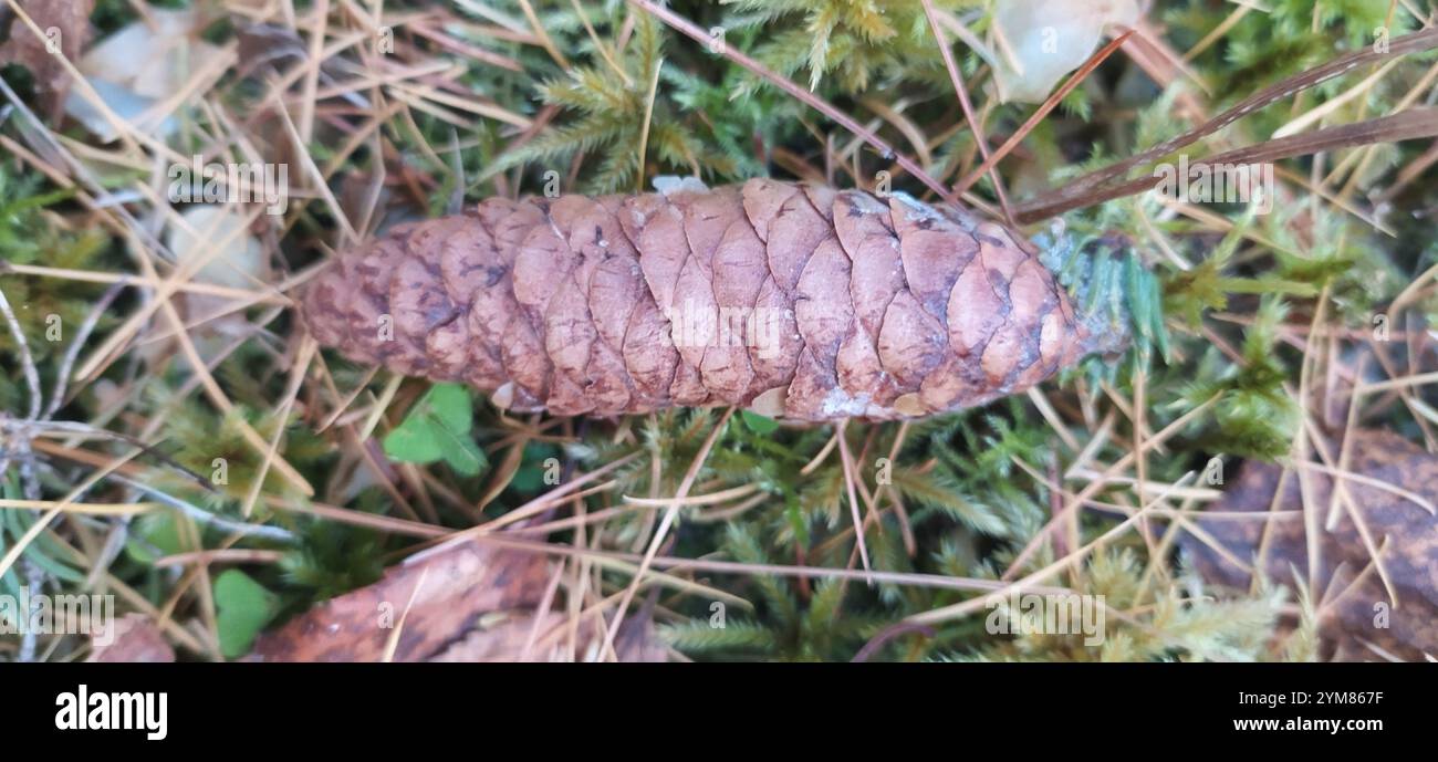 Siberian spruce (Picea obovata Stock Photo - Alamy