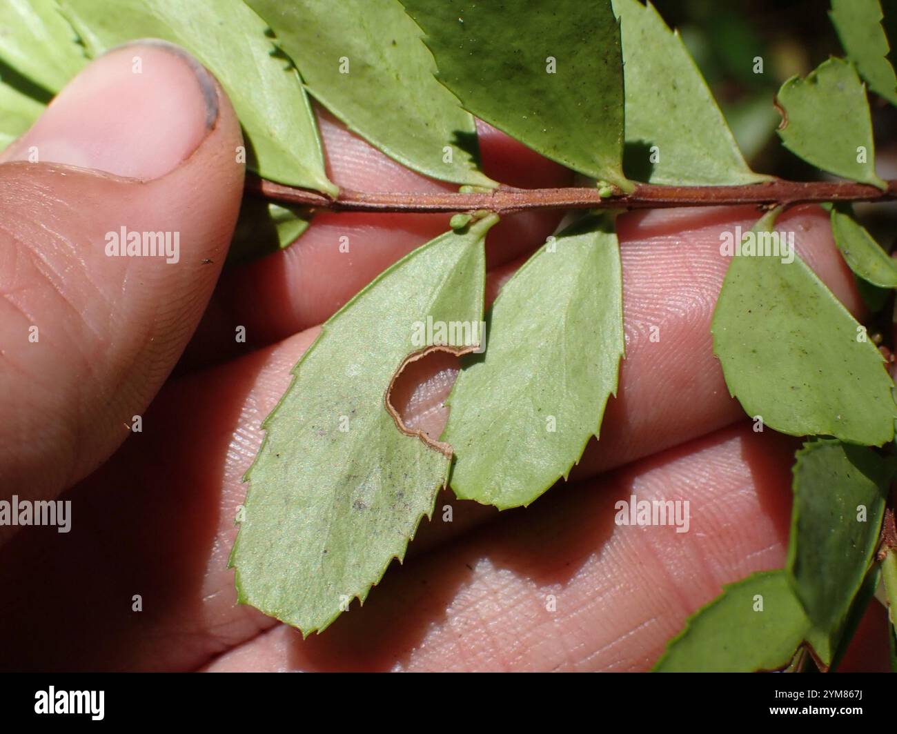 Oregon Boxwood (Paxistima myrsinites Stock Photo - Alamy