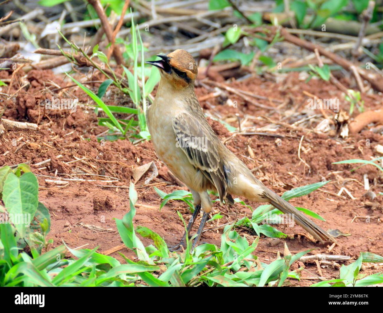 Chalk-browed Mockingbird (Mimus saturninus Stock Photo - Alamy